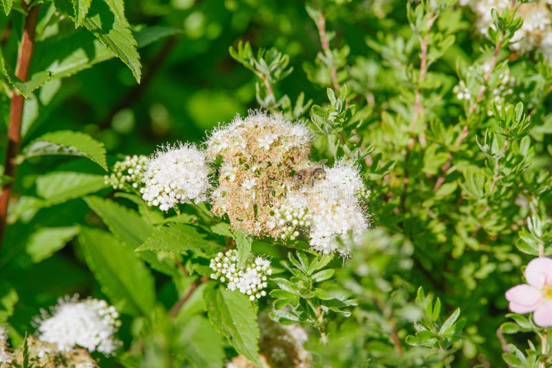 White Spiraea japonica stock photo. Image of branch, floral - 97756684
