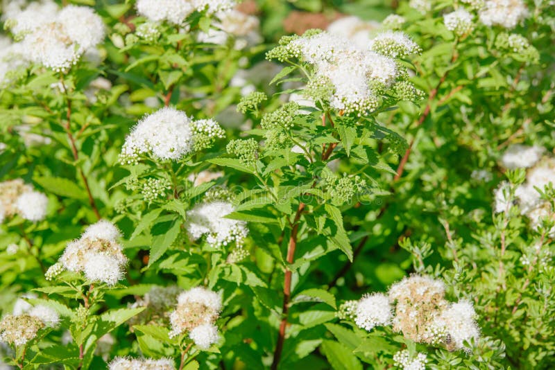 White Spiraea japonica stock image. Image of bloom, landscape - 97756745