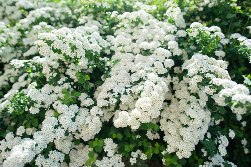 White Spiraea Meadowsweets Bush in Bloom. Buds and White Flowers of ...