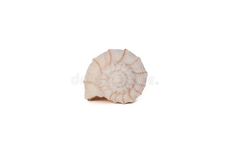 White Spiral Seashell with Soft Ridges and Subtle Peach Lines Stock ...