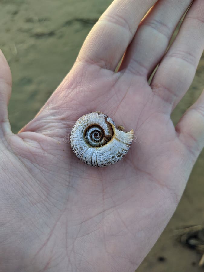 White Spiral Shell on the Palm of a Person Stock Photo - Image of macro ...