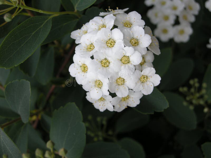 White spirea bush blooming stock photo. Image of bush - 252538898