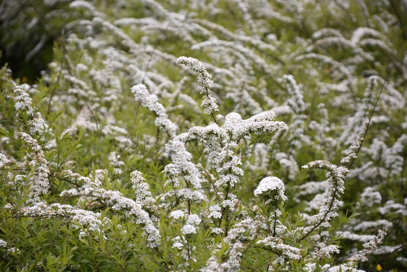 9,163 Spirea Stock Photos - Free & Royalty-Free Stock Photos from ...