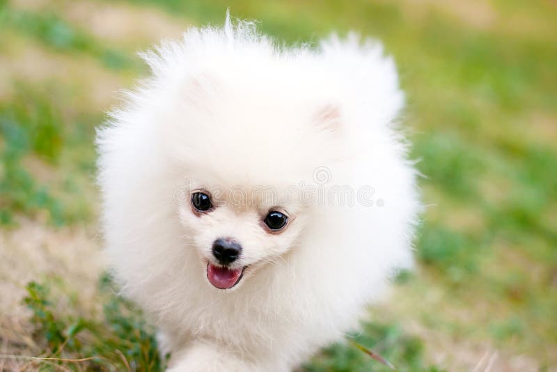 White Spitz stock photo. Image of portrait, isolated - 59946378
