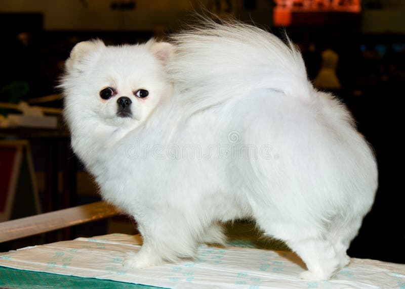 White Spitz. stock photo. Image of home, white, pomeranian - 49621568