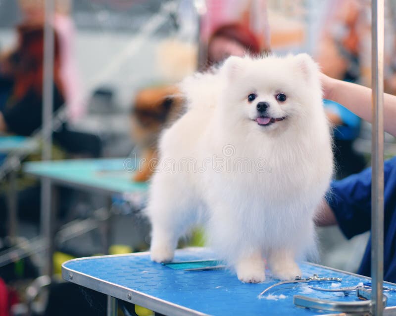 White Spitz on the Table for Grooming, Close-cropped Wool, Scissors ...
