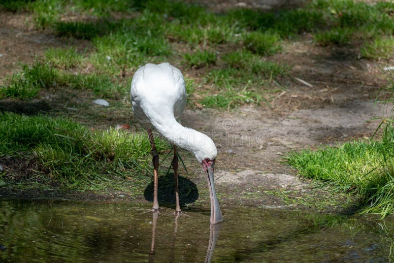 White Spoonbill Eating Fish and Drinking Water Stock Photo - Image of ...