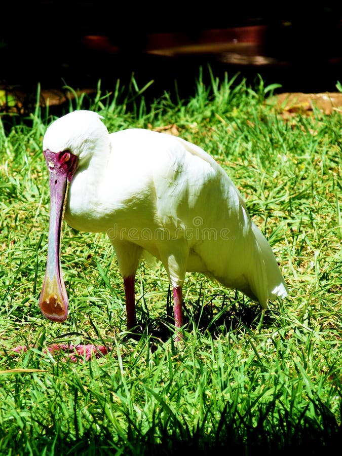 White spoonbill stock image. Image of shorebird, face - 57139551