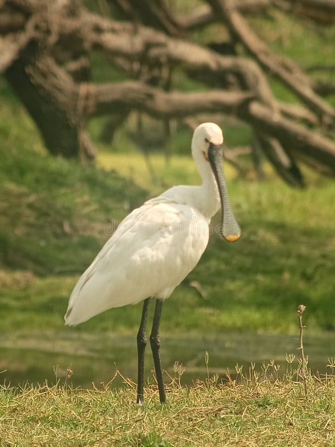 White Spoonbills Bird stock image. Image of spoonbill - 213969389