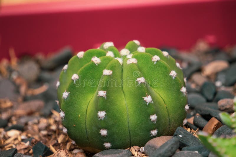 Round Cactus with Small White Dots Stock Photo - Image of dots, white ...