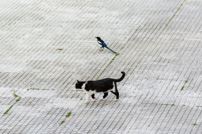 Pica One Peace Stock Photos - Free & Royalty-Free Stock Photos from ...