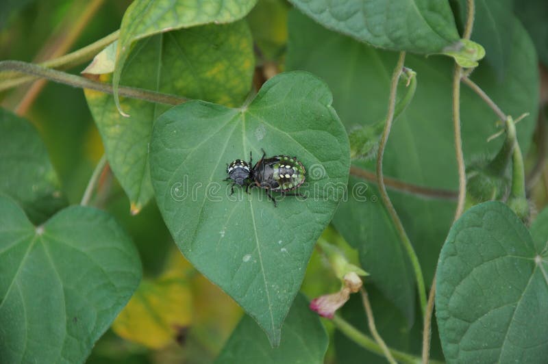 The white-spotted bug stock photo. Image of grapes, garden - 230912102