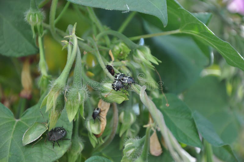The White-spotted Bug with Friends Stock Image - Image of grind, guard ...