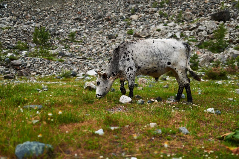 White Spotted Bull with Masking Color Grazing in Mountains Stock Image ...