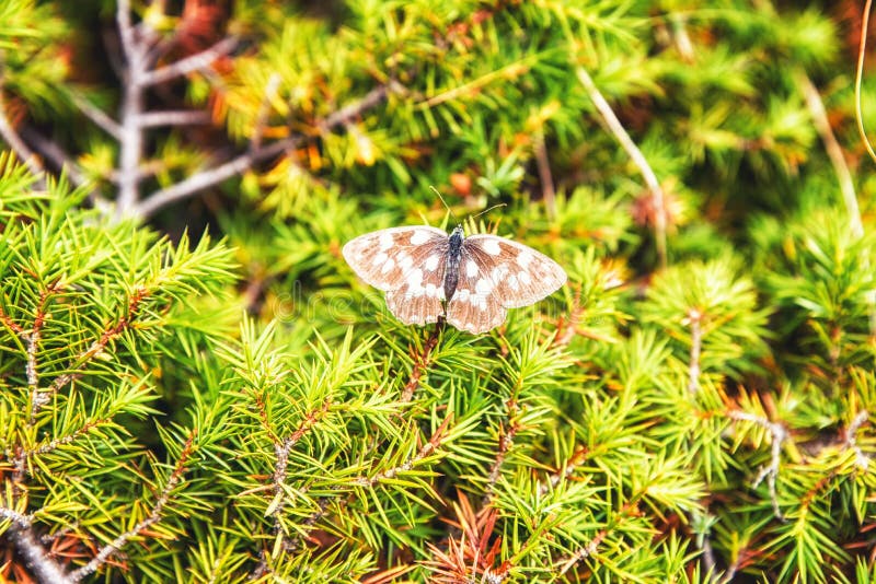 White spotted butterfly stock image. Image of sunlight - 108720519
