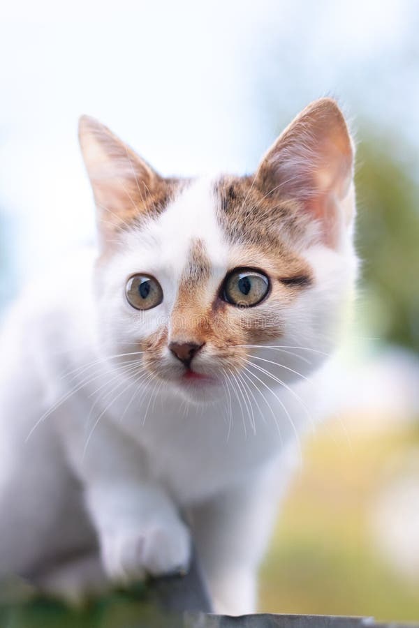 White Spotted Cat with an Attentive Gaze Stock Image - Image of kitty ...