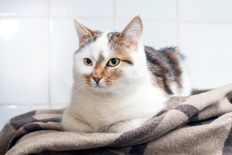 A White Spotted Cat with an Attentive Look Lies in the Room on a Plaid ...
