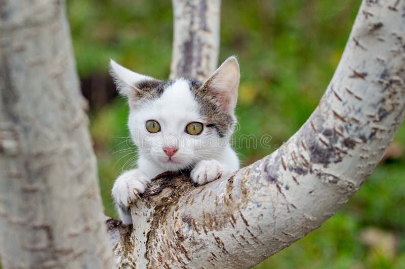 A White Spotted Cat with Big Eyes Climbs a Tree. Cat in the Wild Stock ...