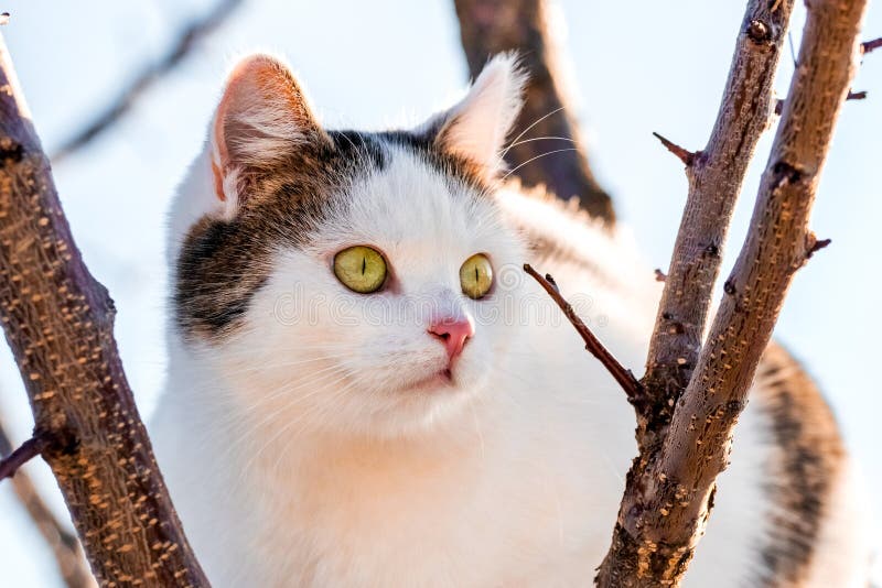 White Spotted Cat with Expressive Eyes on a Tree_ Stock Photo - Image ...