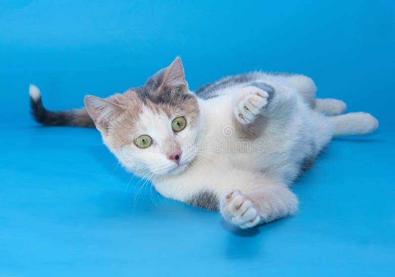 White Spotted Cat Fell Blue Stock Photos - Free & Royalty-Free Stock ...