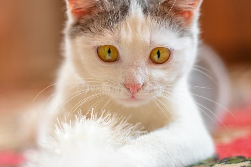White Spotted Cat with Gray Spots and Yellow Eyes Close Up Stock Image ...
