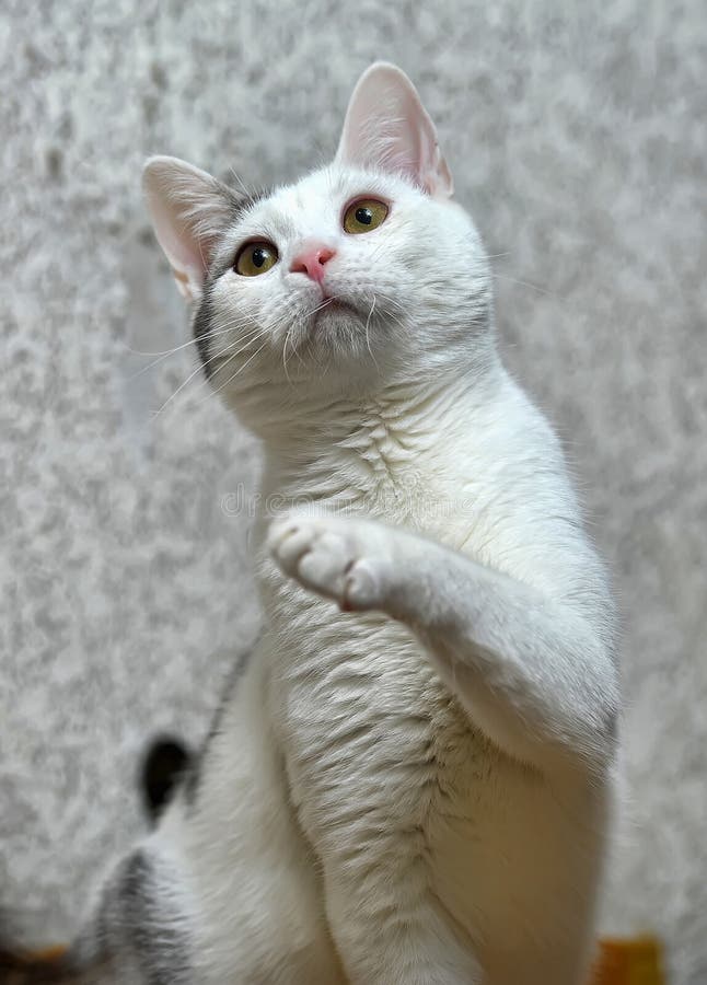 579 Cat Holding Paw Up Stock Photos - Free & Royalty-Free Stock Photos ...