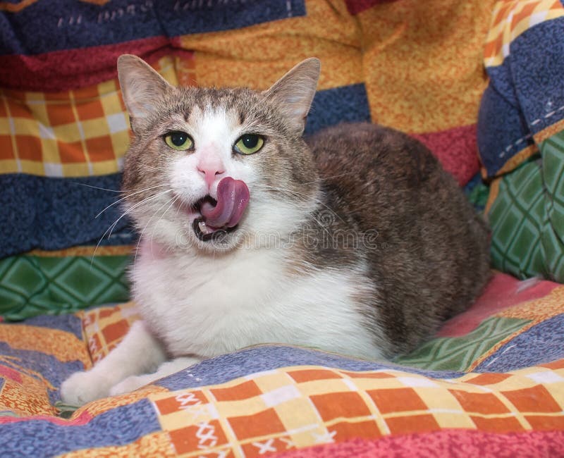 453 Cat Licked Stock Photos - Free & Royalty-Free Stock Photos from ...