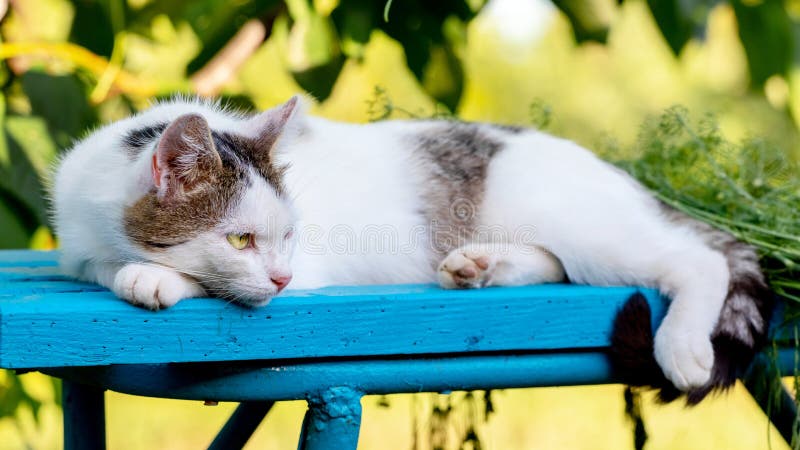 A White Spotted Cat Lies on a Bench Under a Tree Stock Photo - Image of ...