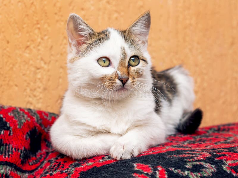 A White Spotted Cat Lies in a Room on a Speckled Carpet Stock Image ...