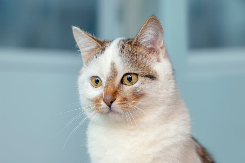 A White Spotted Cat on a Light Blue Background Stock Photo - Image of ...