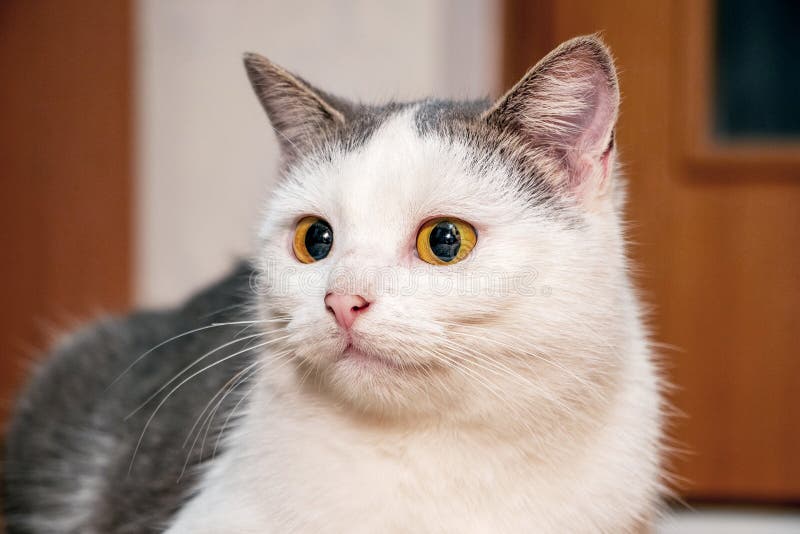White Spotted Cat in the Room, Portrait of a Cat Stock Image - Image of ...