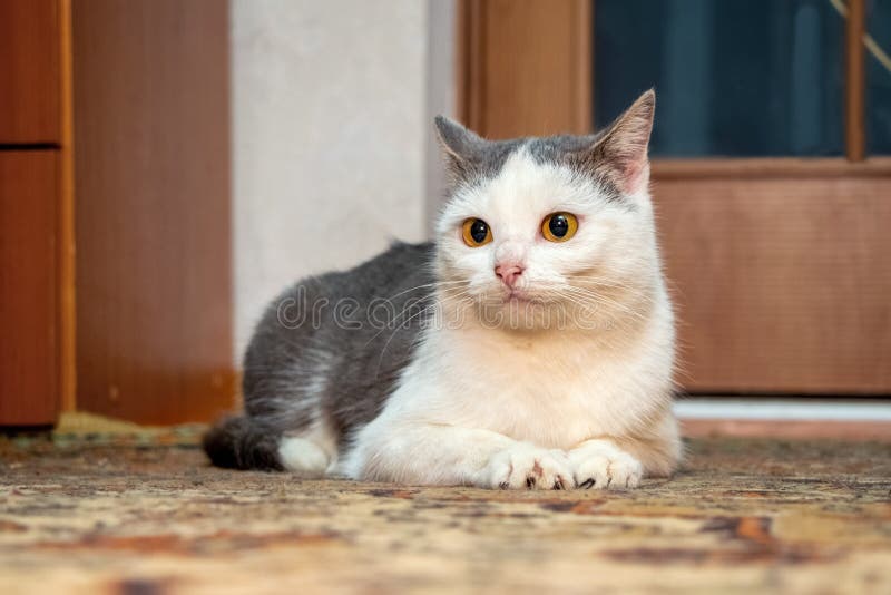A White Spotted Cat Sits on the Floor in a Room and Looks Intently at ...