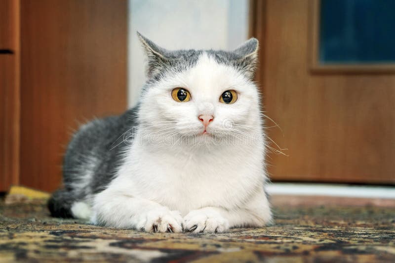 A White Spotted Cat Sits on the Floor in a Room and Looks Intently at ...