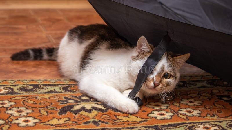 A White Spotted Cat Sits Under an Umbrella. a Cat is Playing with an ...
