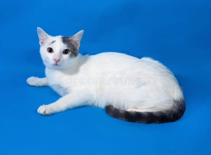 White Spotted Cat Teenager Lying on Blue Stock Image - Image of gray ...