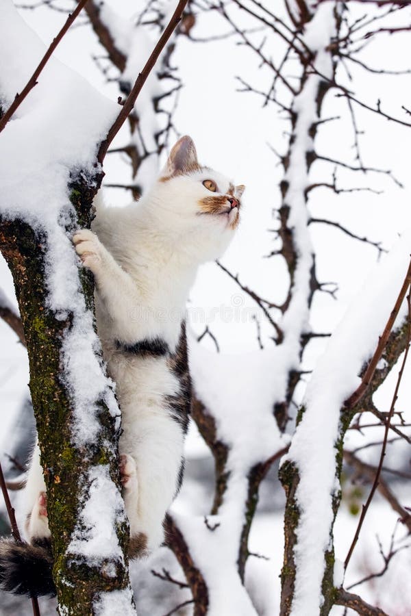 White Spotted Cat in Winter on a Snowy Tree Stock Photo - Image of ...