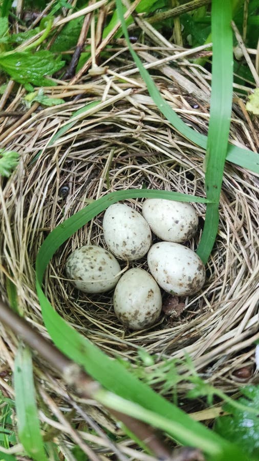 White Spotted Eggs in a Nest in a Bush Under a Tree Stock Photo - Image ...