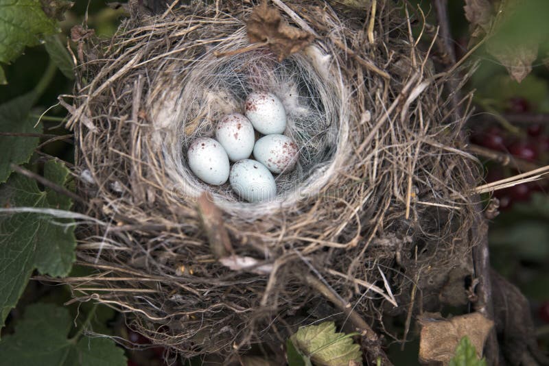 White Spotted Eggs in a Nest on a Tree Stock Photo - Image of design ...