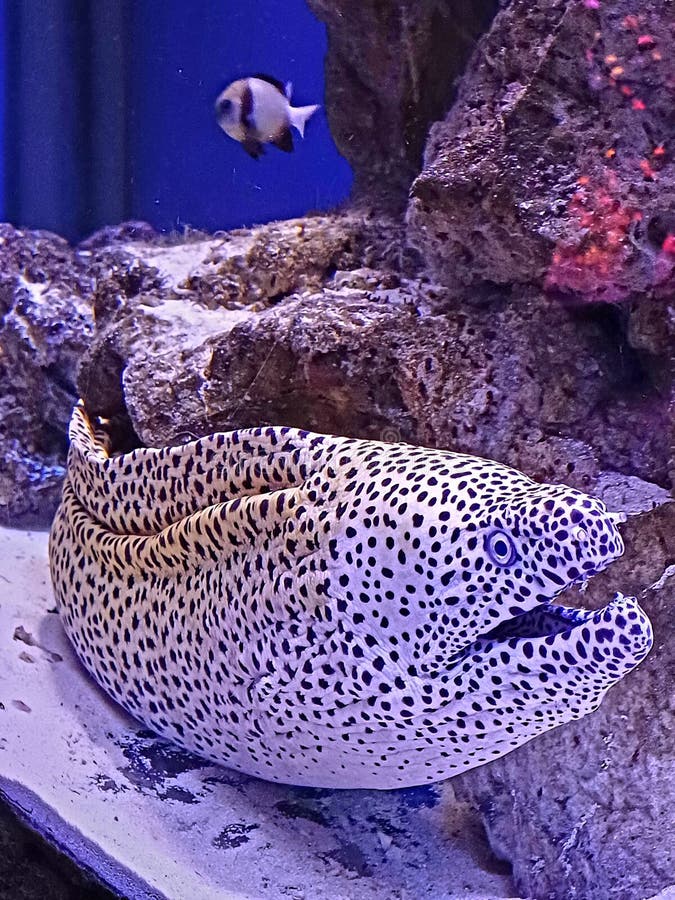 White spotted fish stock photo. Image of water, spotted - 313080944