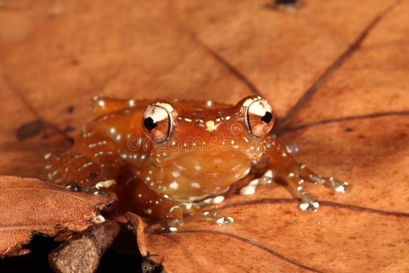 White Spotted Frog - Nytixalus Pictus Stock Photo - Image of southwest ...