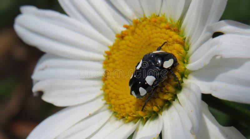 White-spotted Fruit Chafer Beetle Stock Photo - Image of amabilis ...