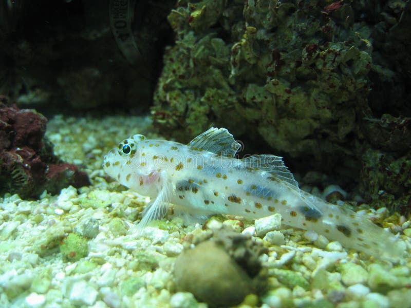 White Spotted Goby Reef Fish Stock Photo - Image of marine, fins: 44133532