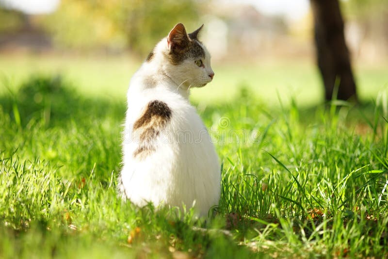 1,074 Cat Sitting Back View Photos - Free & Royalty-Free Stock Photos ...
