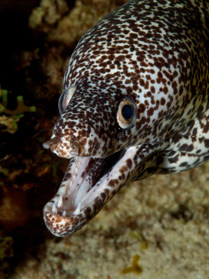 White Spotted Moray 01 stock image. Image of white, osteichthyes - 45349051