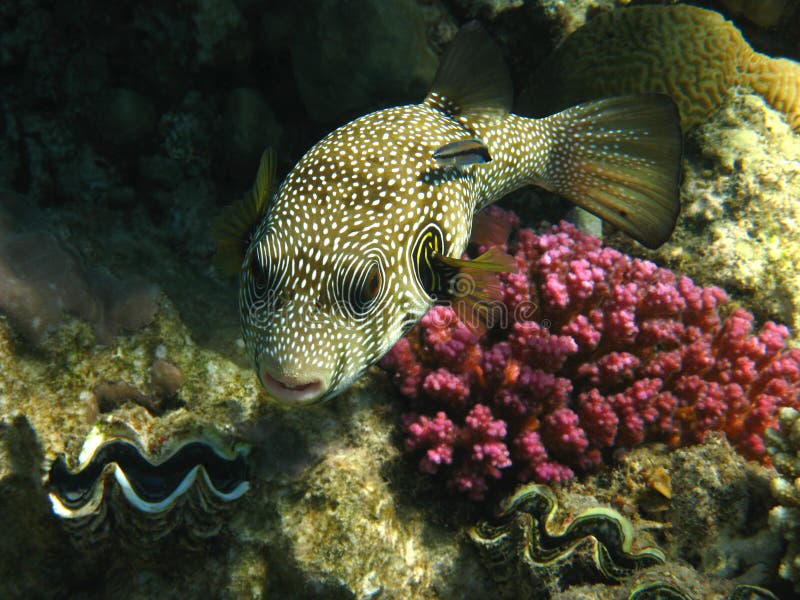 Trigger Fish stock image. Image of puffer, catfish, shark - 2311473