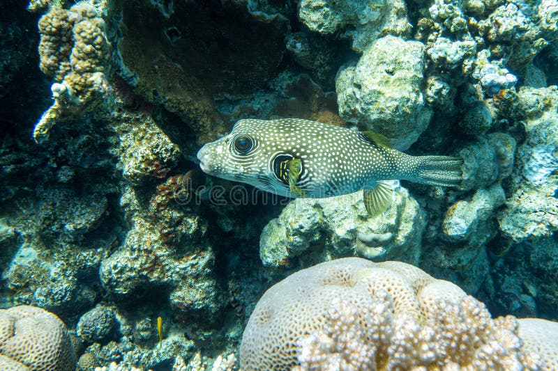 White-spotted Puffer (Arothron Hispidus). Marine Fish Stock Image ...