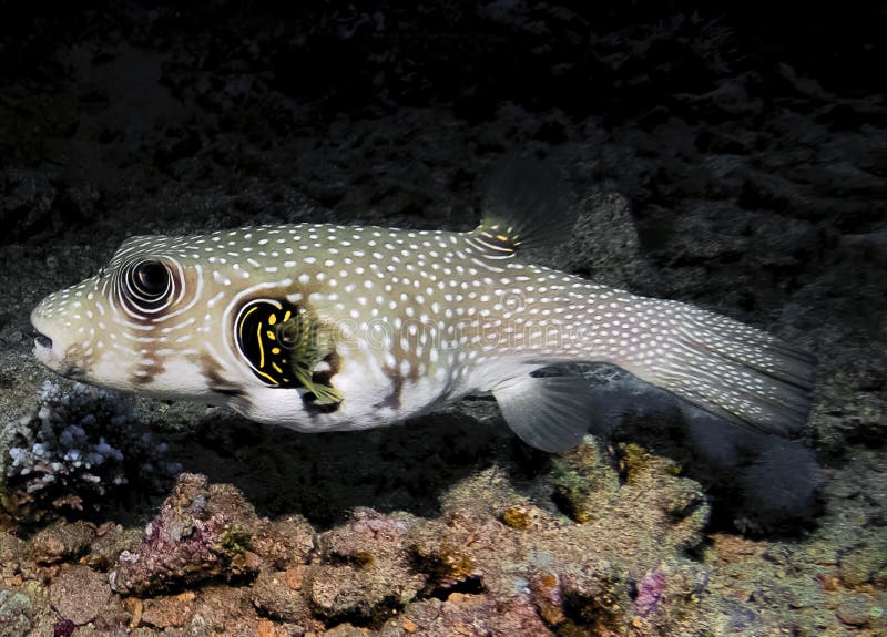 White-spotted Puffer Arothron Hispidus in the Red Sea Stock Image ...