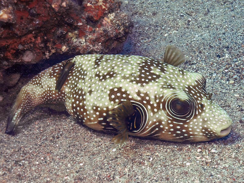 White-spotted Puffer Arothron Hispidus in the Red Sea Stock Photo ...