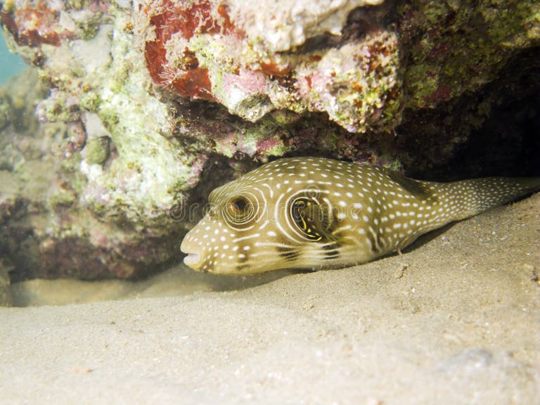 545 Blue Spotted Puffer Fish Stock Photos - Free & Royalty-Free Stock ...