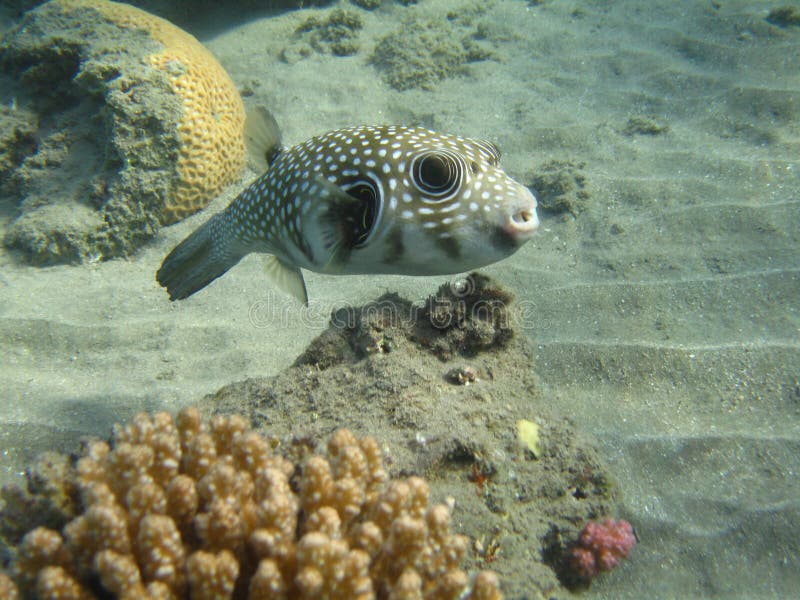 White-spotted Puffer Fish (arothron Hispidus) Stock Photo - Image of ...